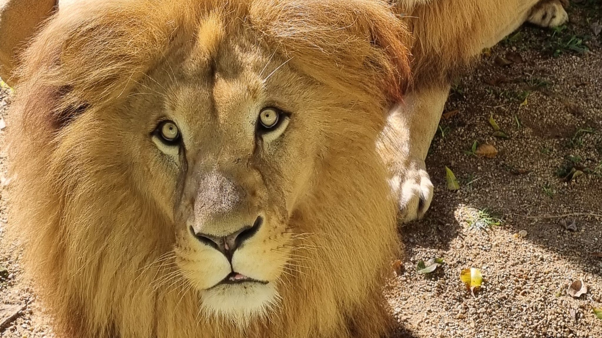 Zoo Pomerode - O Maior Zoológico de Santa Catarina - Pomerode SC