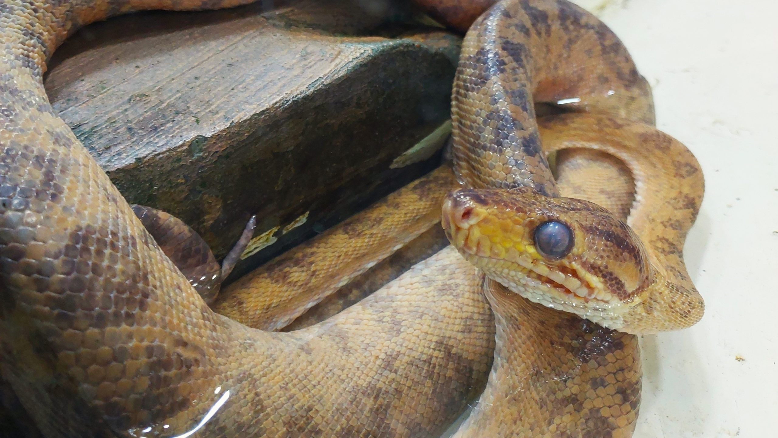 Zoo Pomerode - O Maior Zoológico de Santa Catarina - Pomerode SC