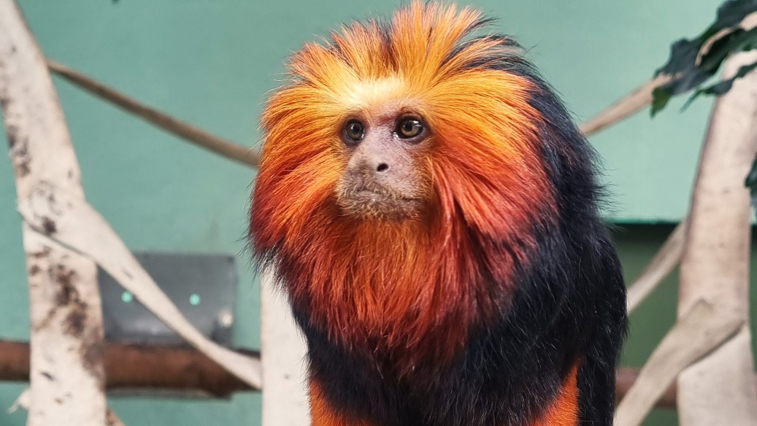 Zoo Pomerode - O Maior Zoológico de Santa Catarina - Pomerode SC