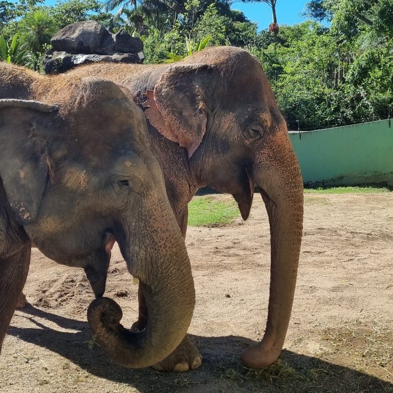 Zoo Pomerode - O Maior Zoológico de Santa Catarina - Pomerode SC